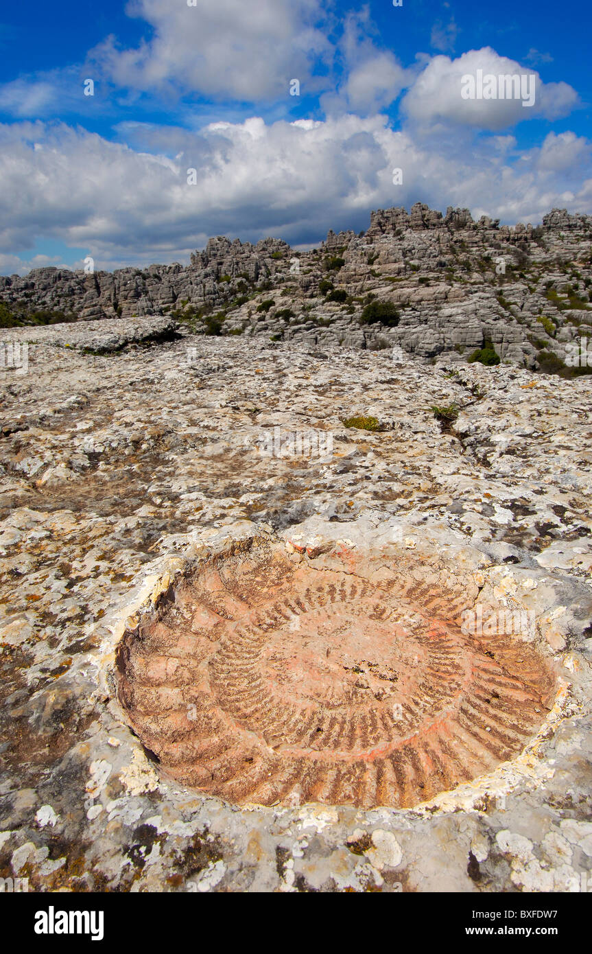 Ammonite fossil at theTorcal in Antequera, Erosion working on Jurassic ...