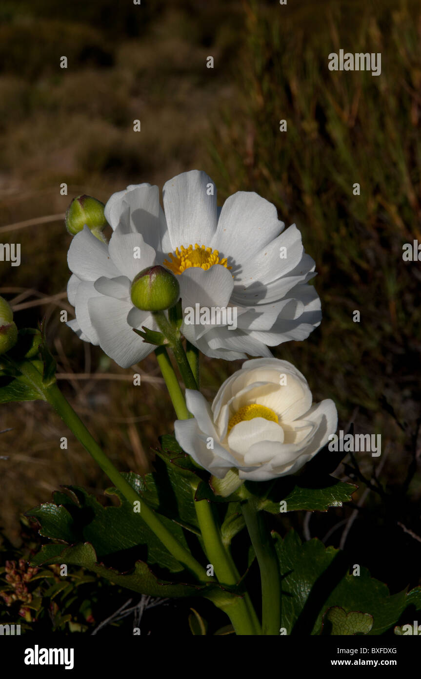 Ranunculus lyalli or Mount Cook Lily is the biggest buttercup in the ...