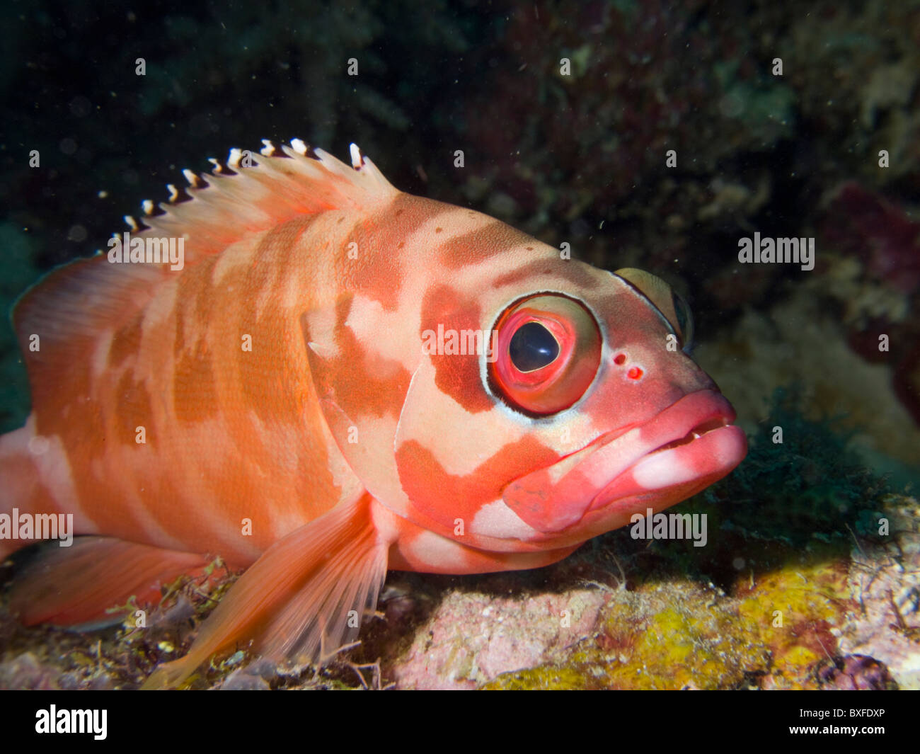 Fish of borneo hi-res stock photography and images - Alamy