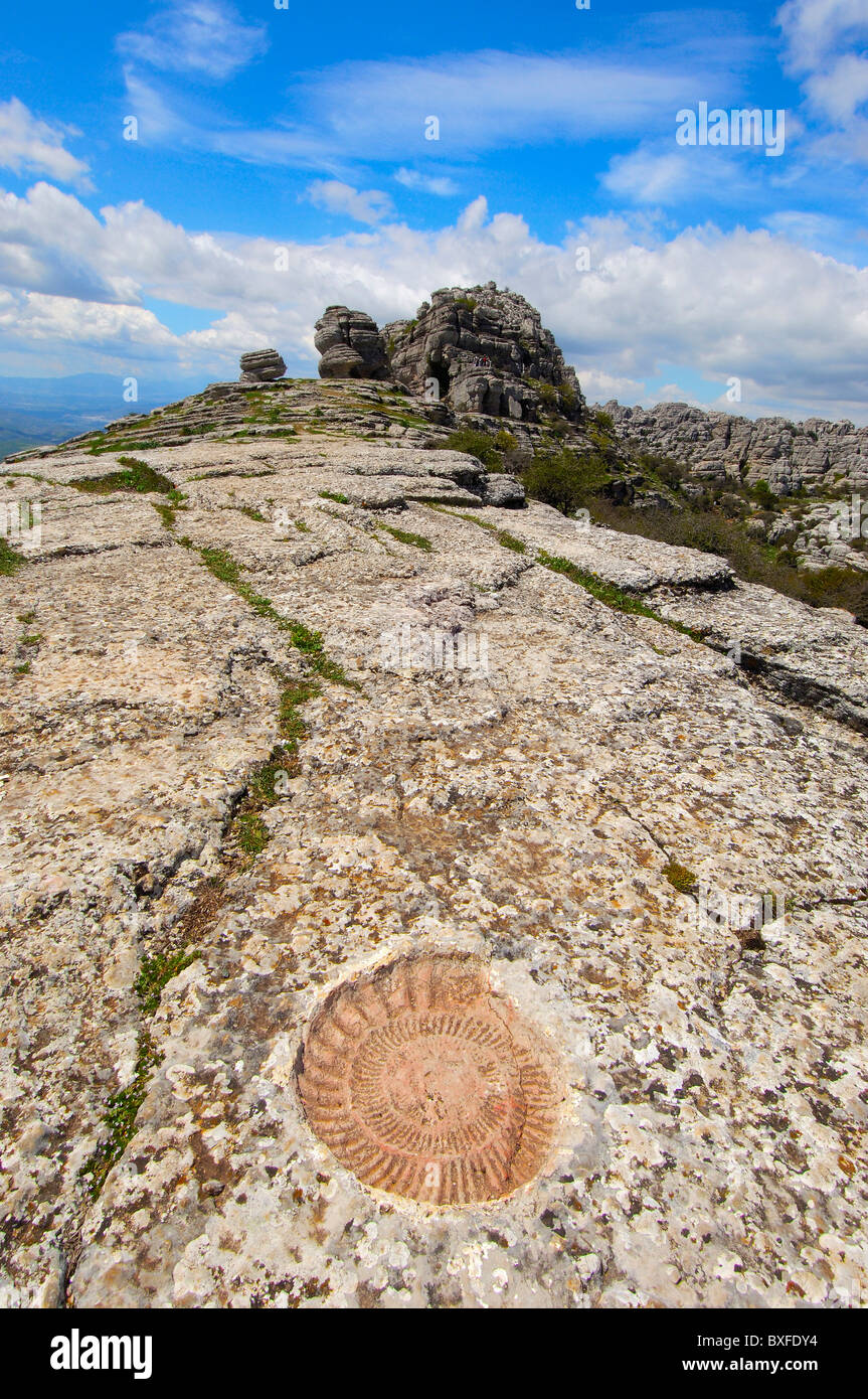 Ammonite fossil at theTorcal in Antequera, Erosion working on Jurassic ...