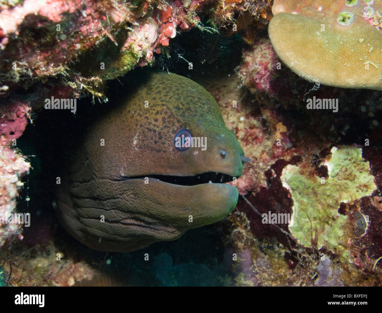 Giant moray eel, Gymnothorax javanicus, Borneo, Malaysia Stock Photo ...