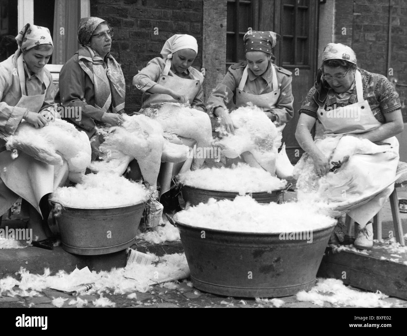 agriculture, livestock, geese, women picking geese, West Germany, 1964 ...