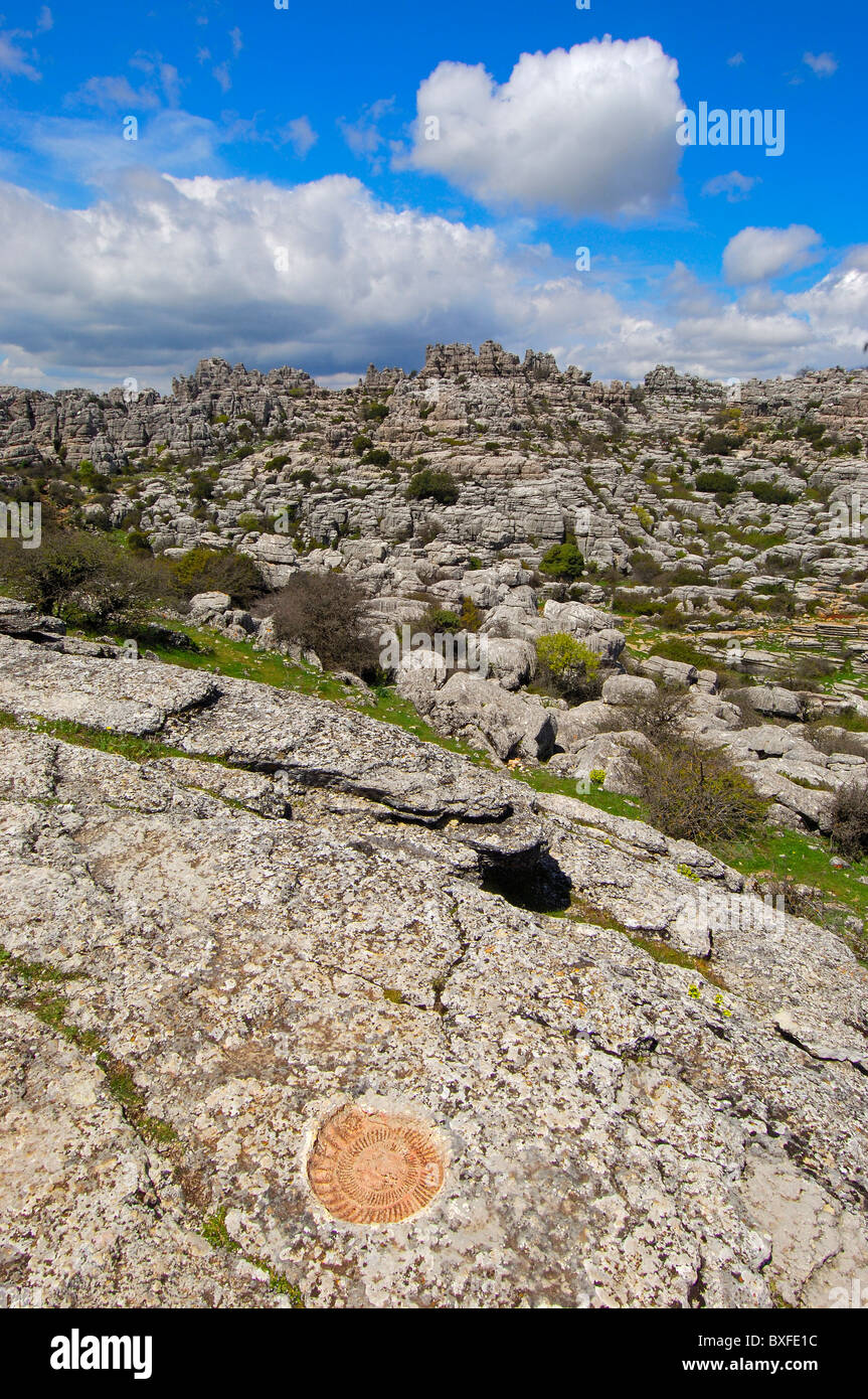 Ammonite fossil at theTorcal in Antequera, Erosion working on Jurassic ...