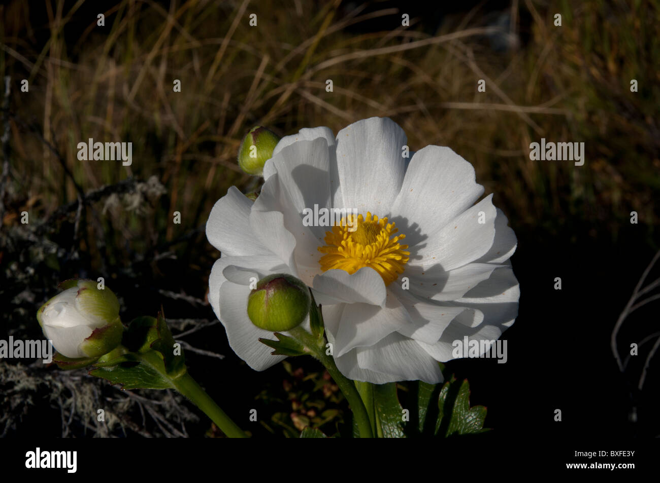 Ranunculus lyalli or Mount Cook Lily is the biggest buttercup in the ...
