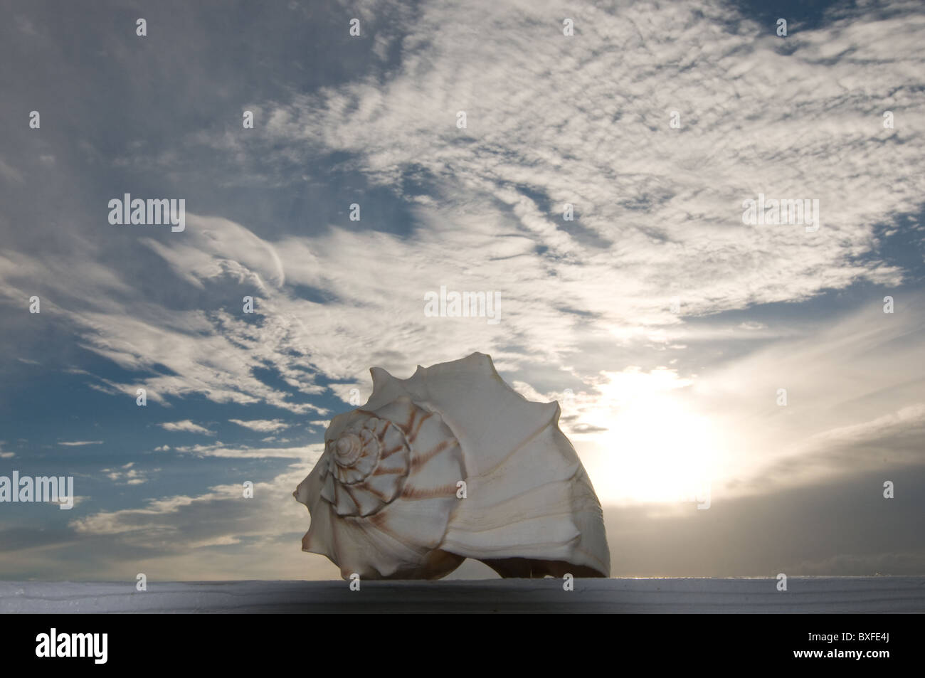 Large seashell l at sunrise with beautiful blue sky and white clouds ...