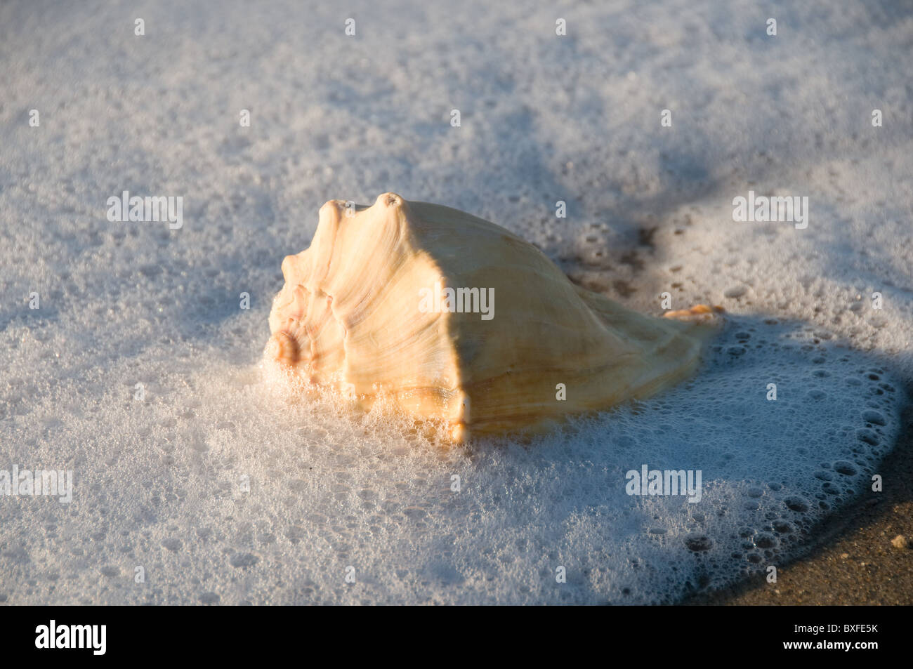 Large sea shell on beach surrounded with water and foam. USA Stock ...