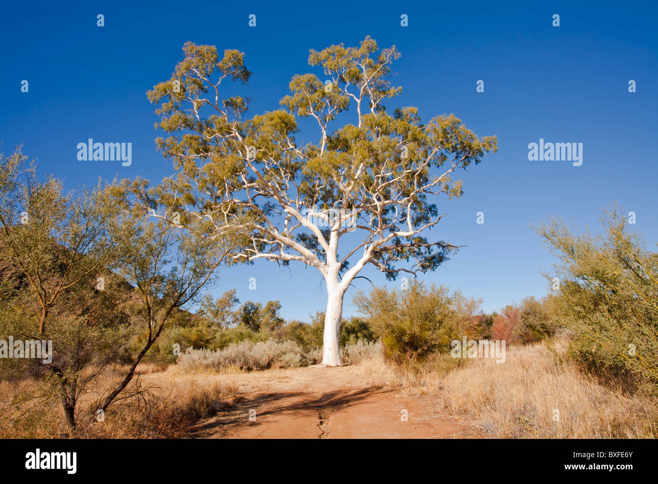 Large old ghost gum at Trephina Gorge, Trephina Gorge Nature Park ...