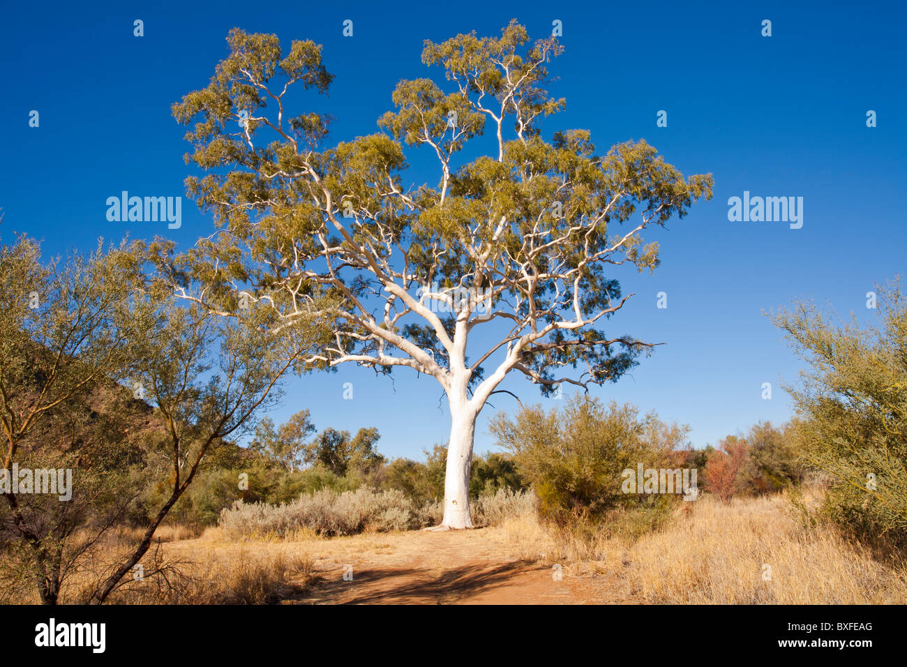 Ghost gum tree hi-res stock photography and images - Alamy