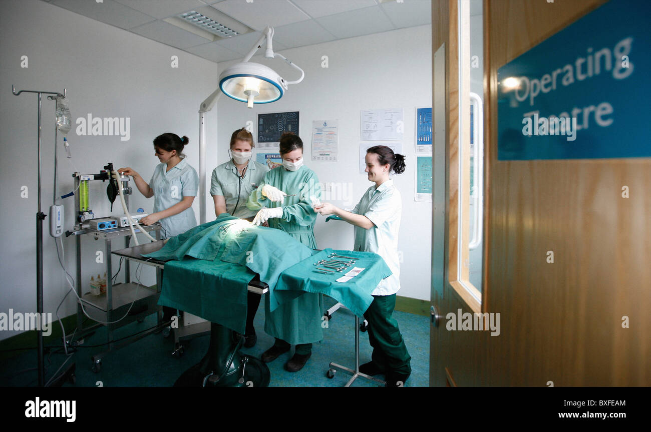 Veterinary students in the operating theatre performing a mock ...