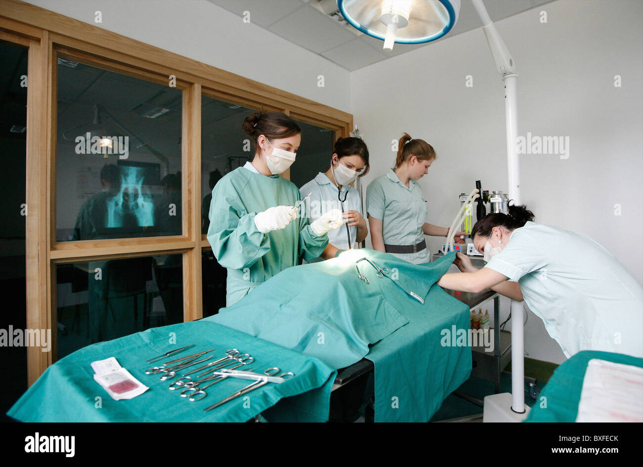 Veterinary students in the operating theatre performing a mock ...