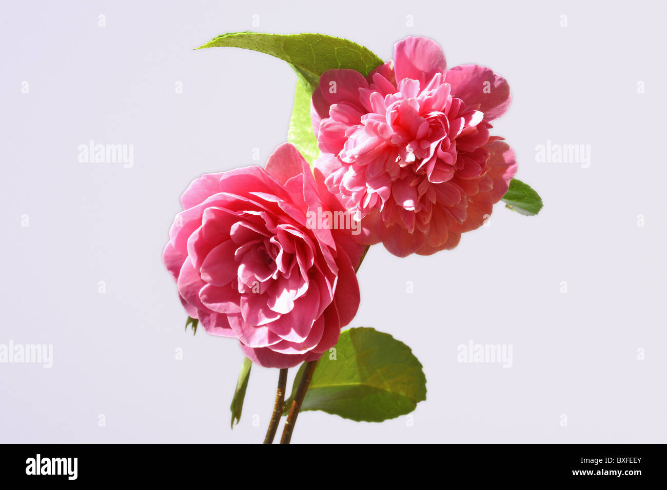 Pink roses cut out hi-res stock photography and images - Alamy