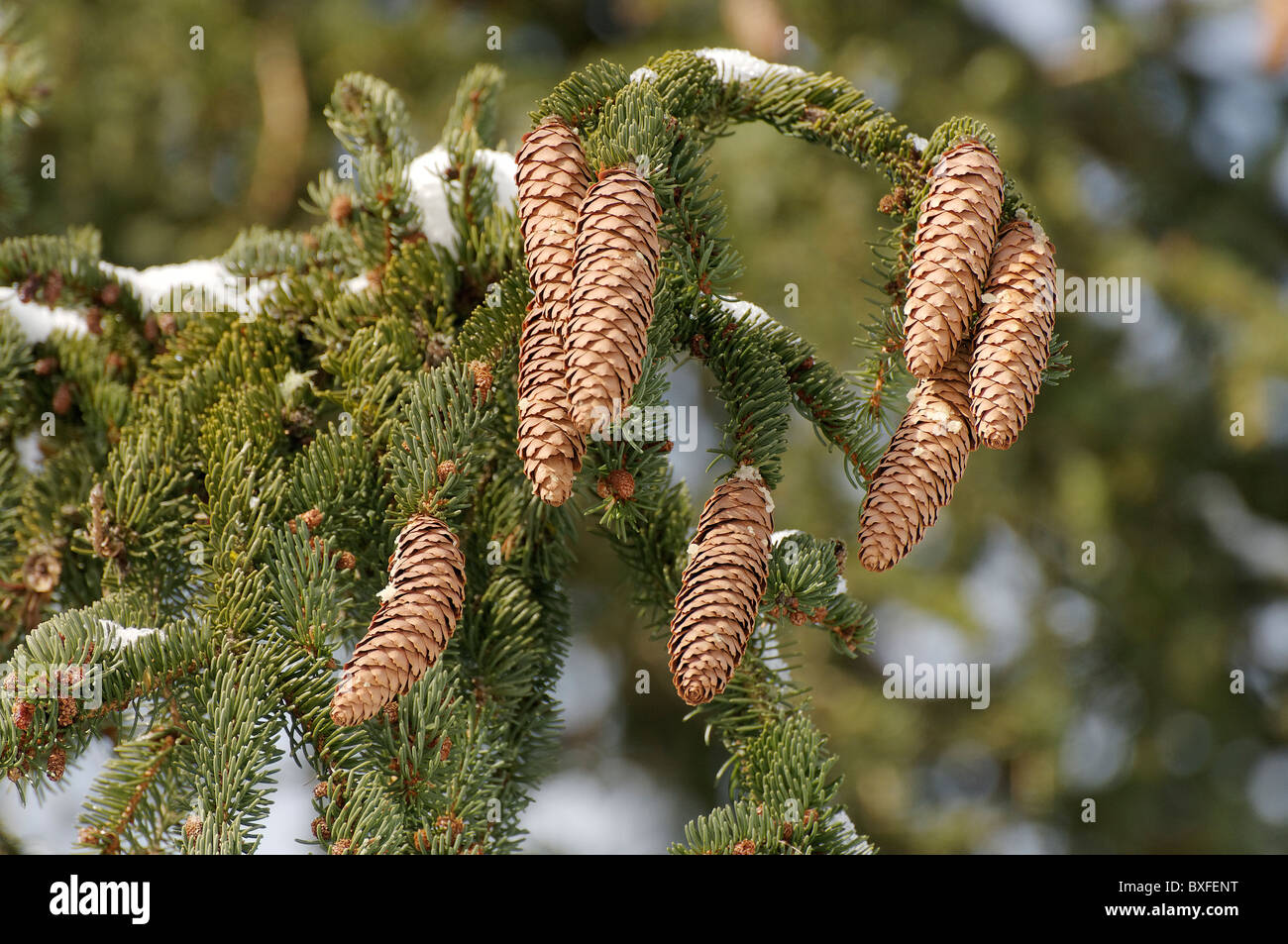 Fir tree cones Stock Photo - Alamy