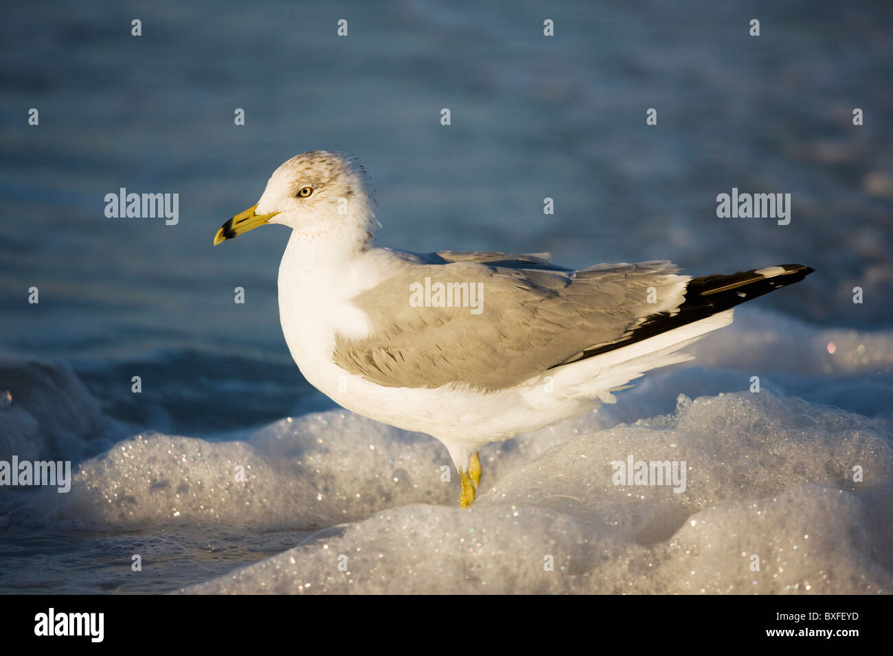 Ring-Billed Gull seagull, Larus delawarensis, on Gulf of Mexico ...