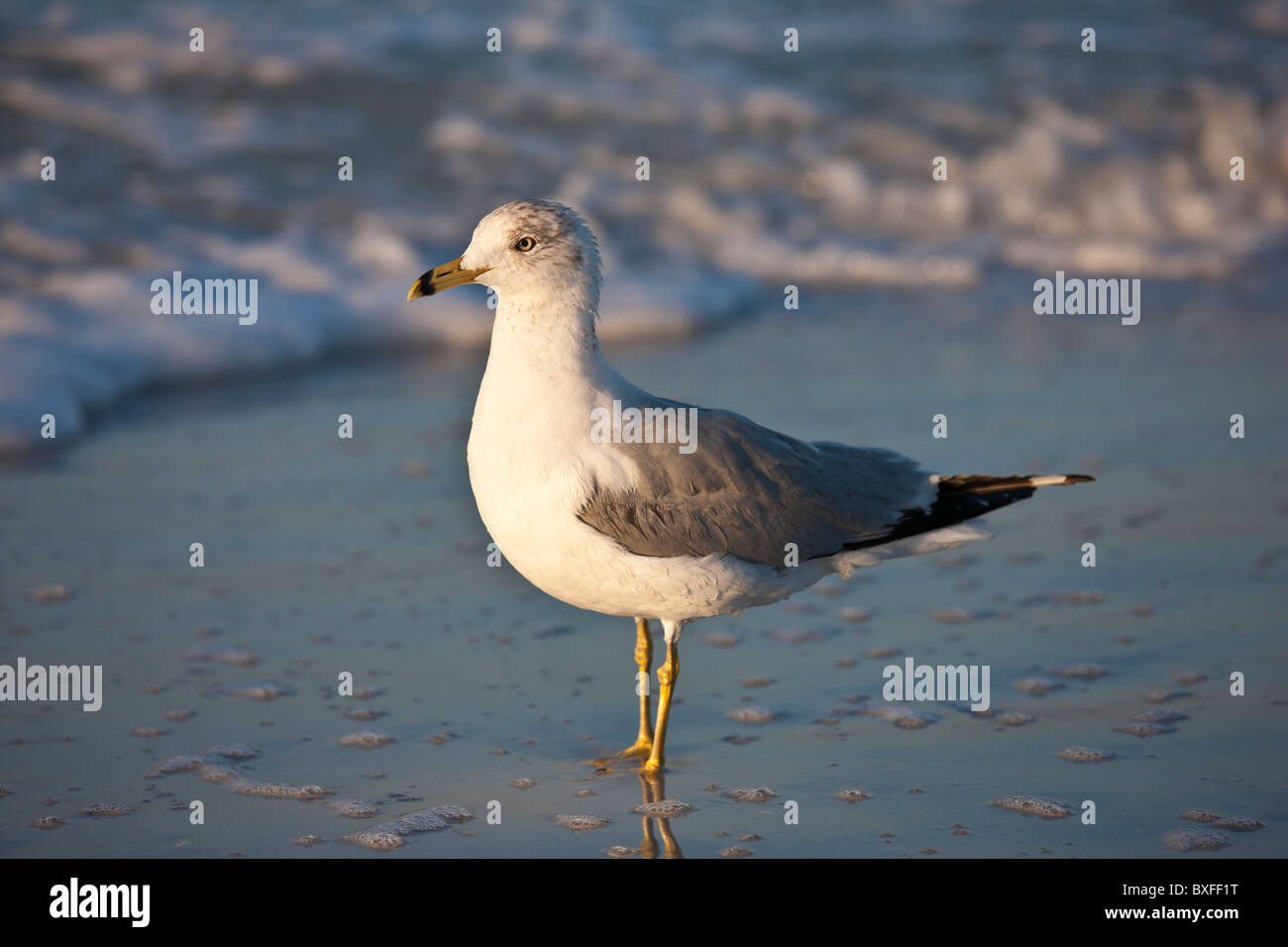 Ring-Billed Gull seagull, Larus delawarensis, on Gulf of Mexico ...