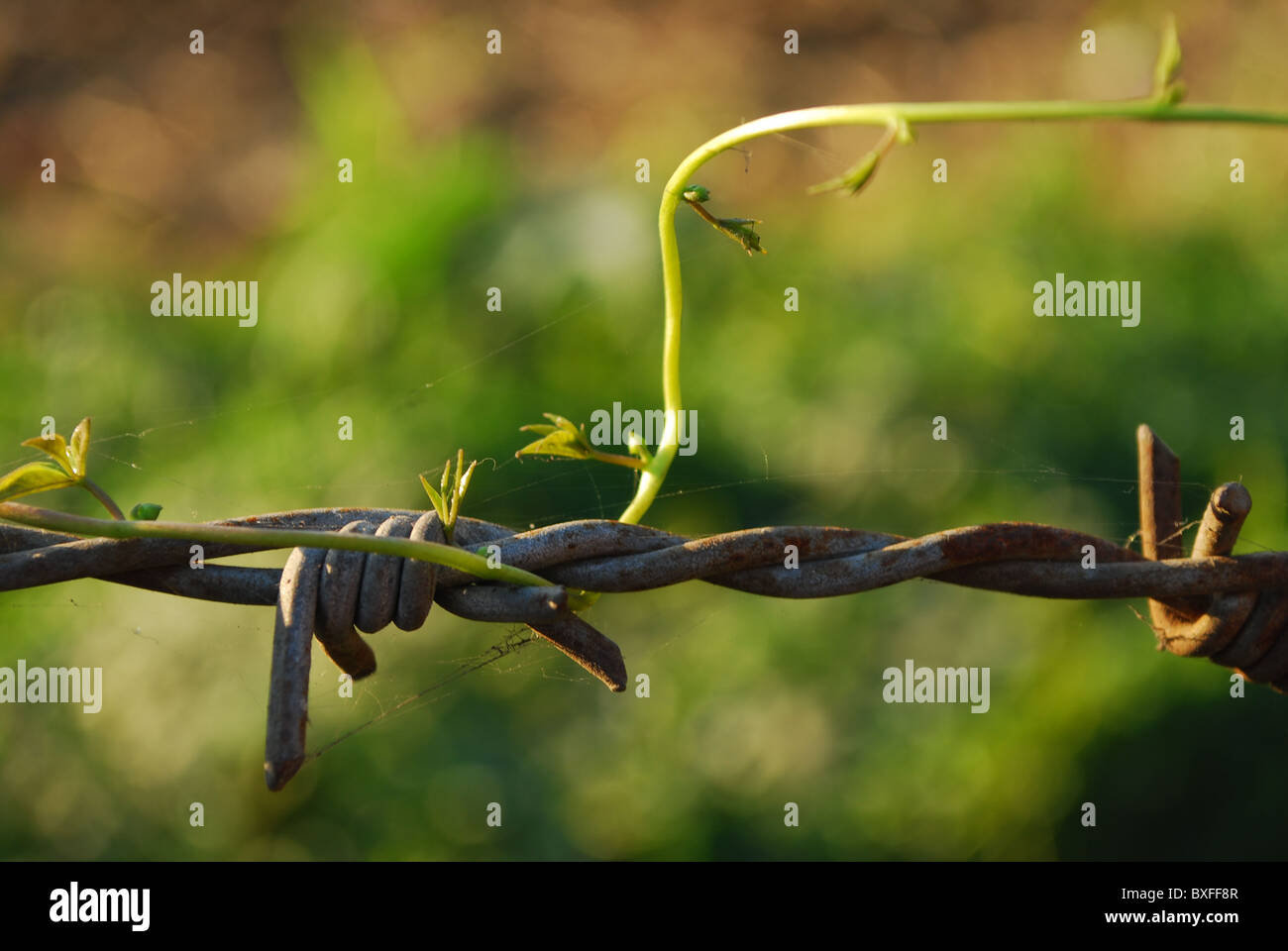 Creeping hand hi-res stock photography and images - Alamy