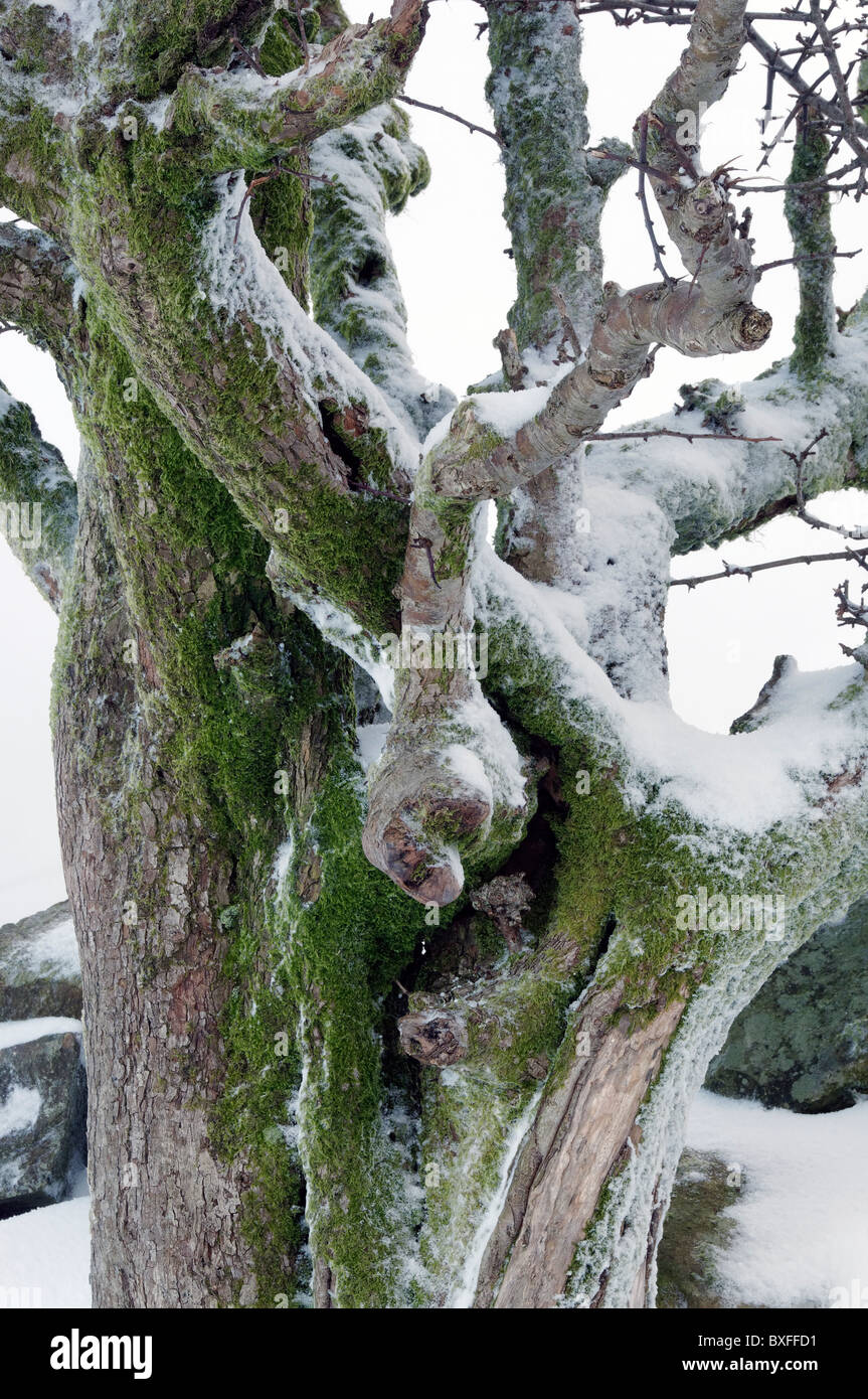 Large hawthorn tree hi-res stock photography and images - Alamy