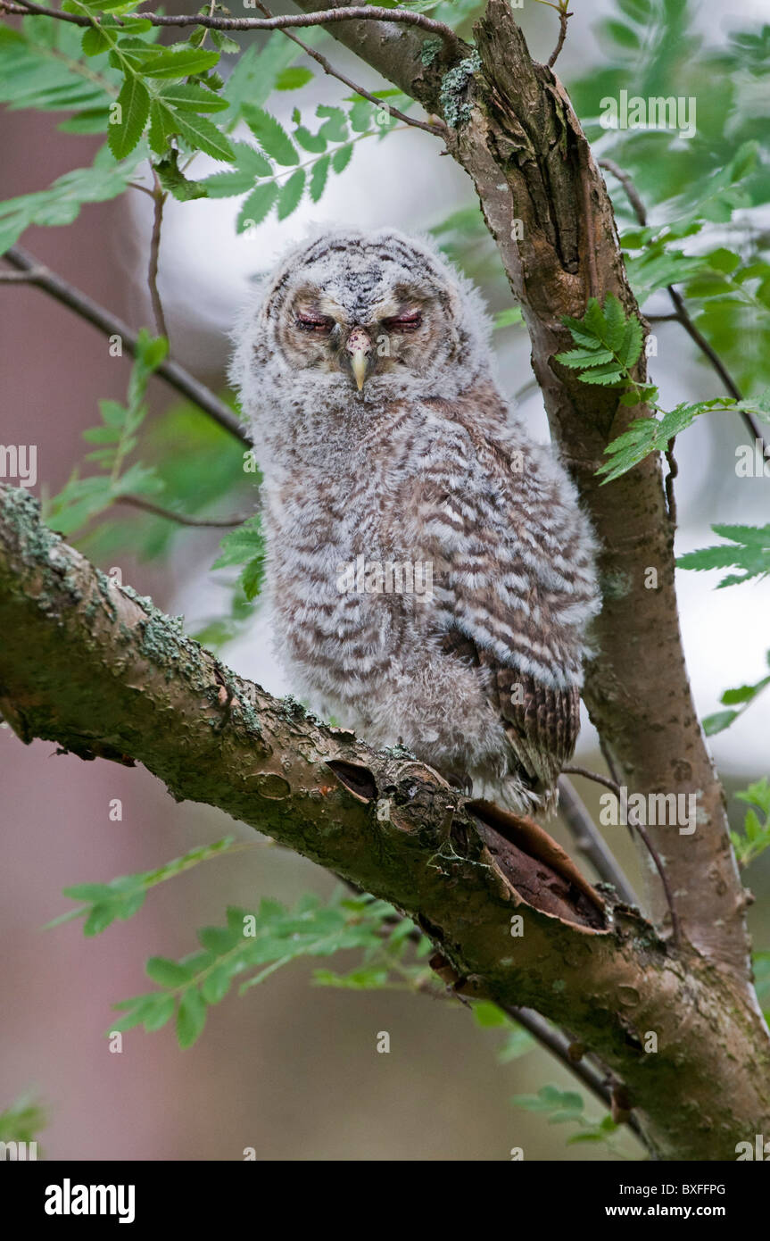 Fledgling bird hi-res stock photography and images - Alamy