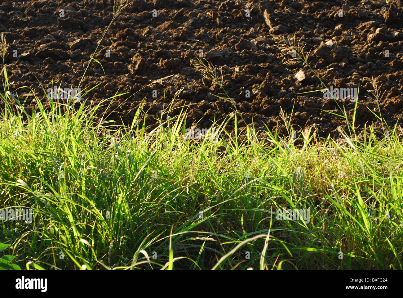 Hey fields hi-res stock photography and images - Alamy