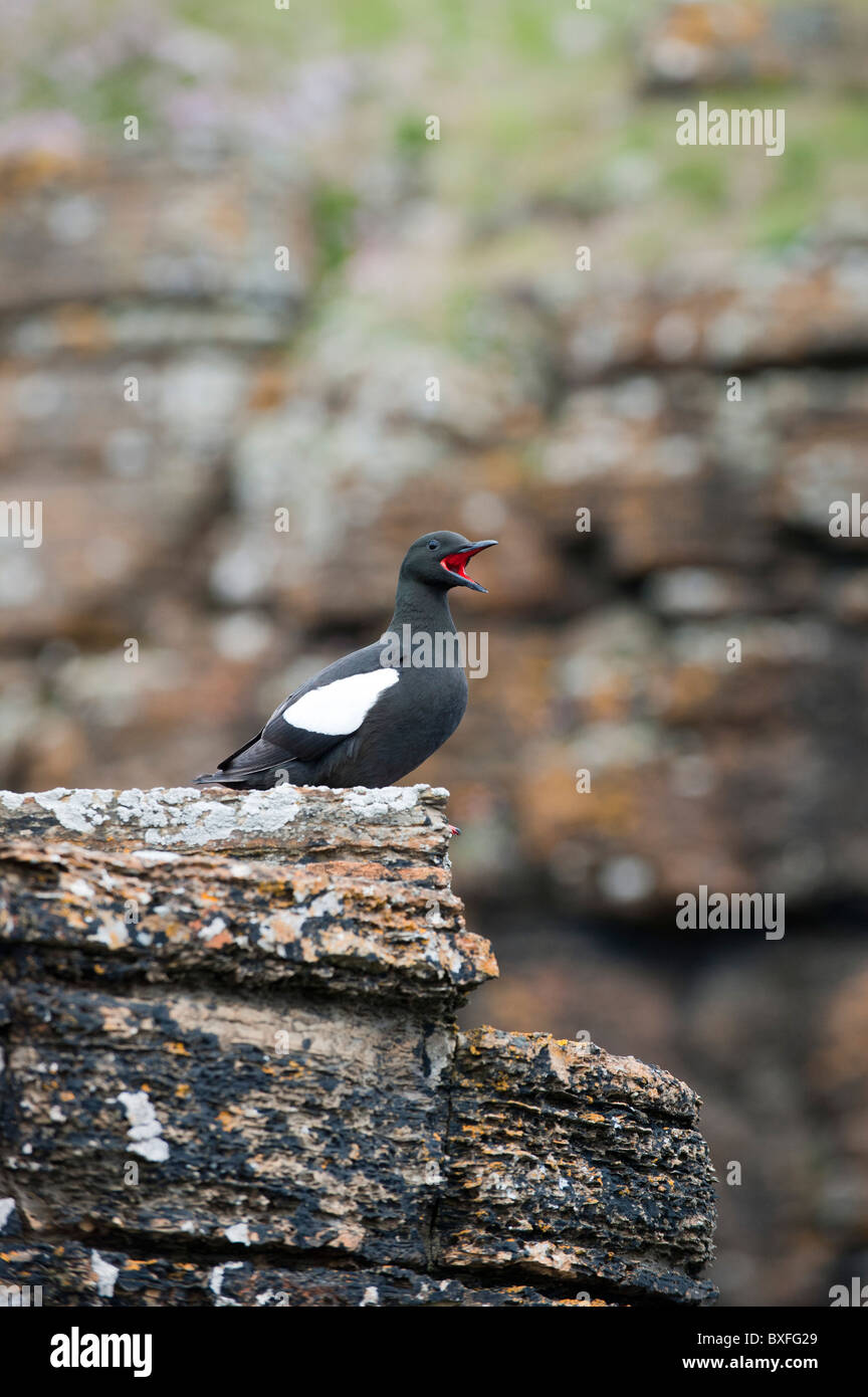 Black Guillemots (Cepphus grylle Stock Photo - Alamy