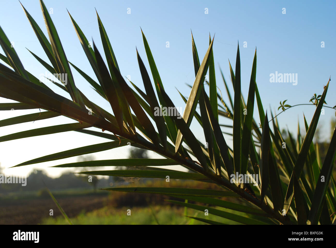 Plant with green spiky leaves hi-res stock photography and images - Alamy