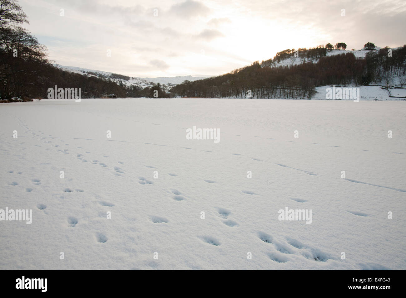Sheep tracks in snow ontop of a frozen rydal water in the Lake district ...