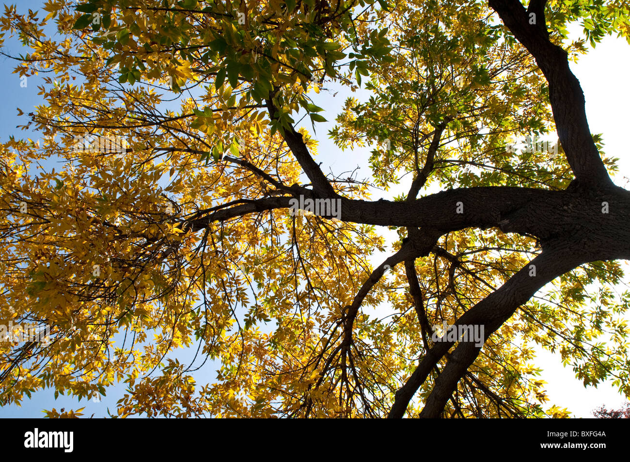 White beech tree, Fraxinus America, Park Borely, Marseille, France ...
