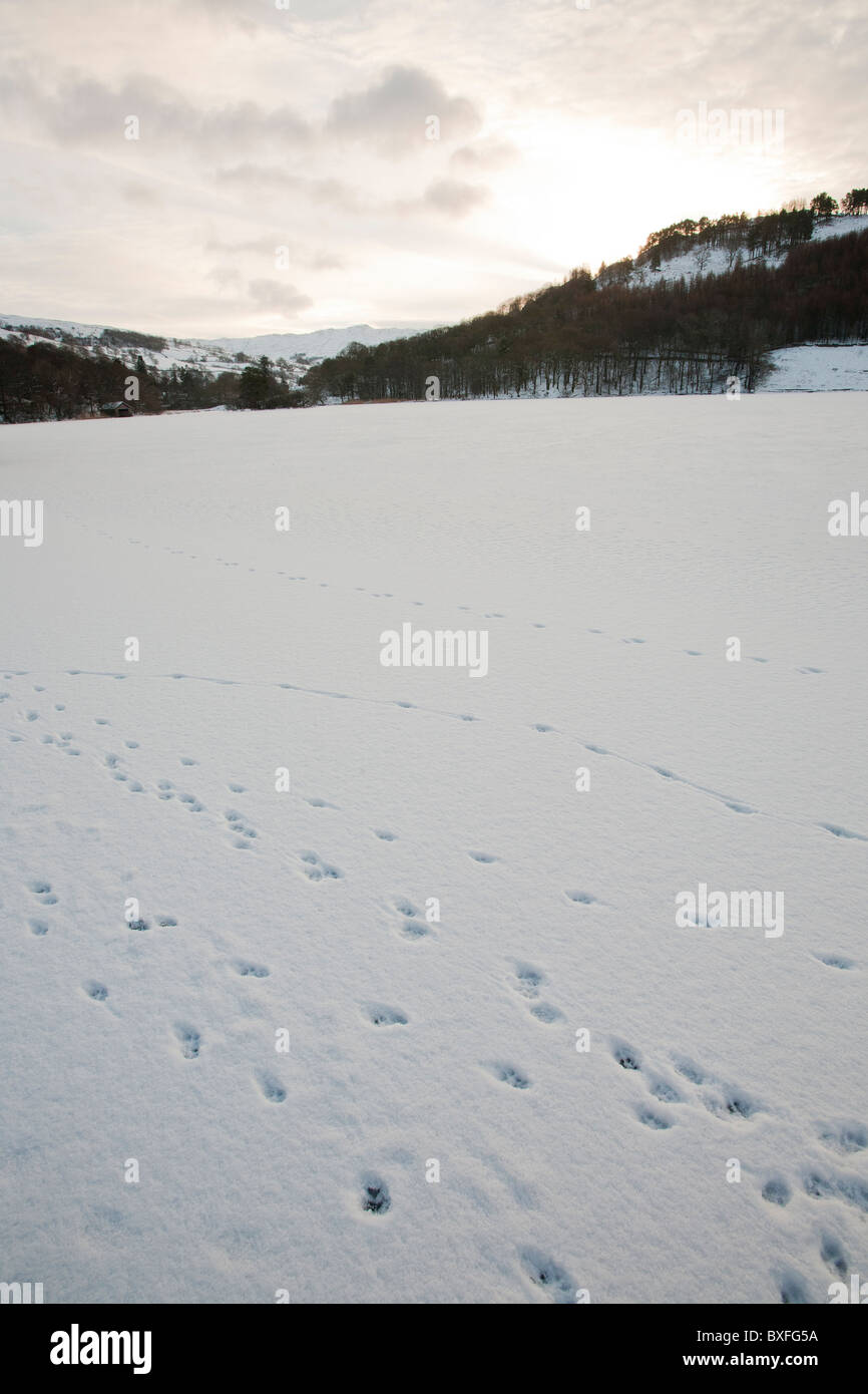 Sheep Tracks High Resolution Stock Photography and Images - Alamy