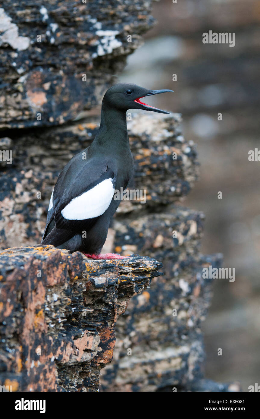 Pair of guillemots hi-res stock photography and images - Alamy