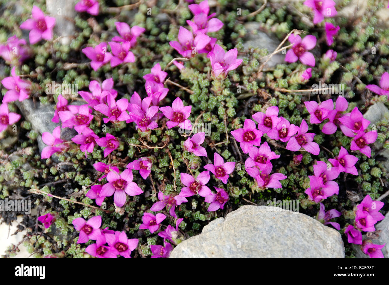 Purple saxifrage hi-res stock photography and images - Alamy