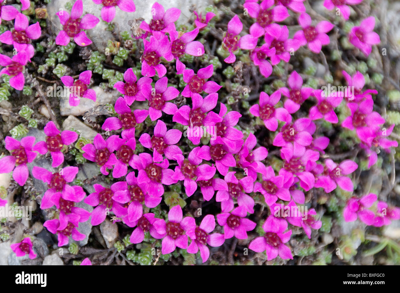 Rare saxifrage hi-res stock photography and images - Alamy