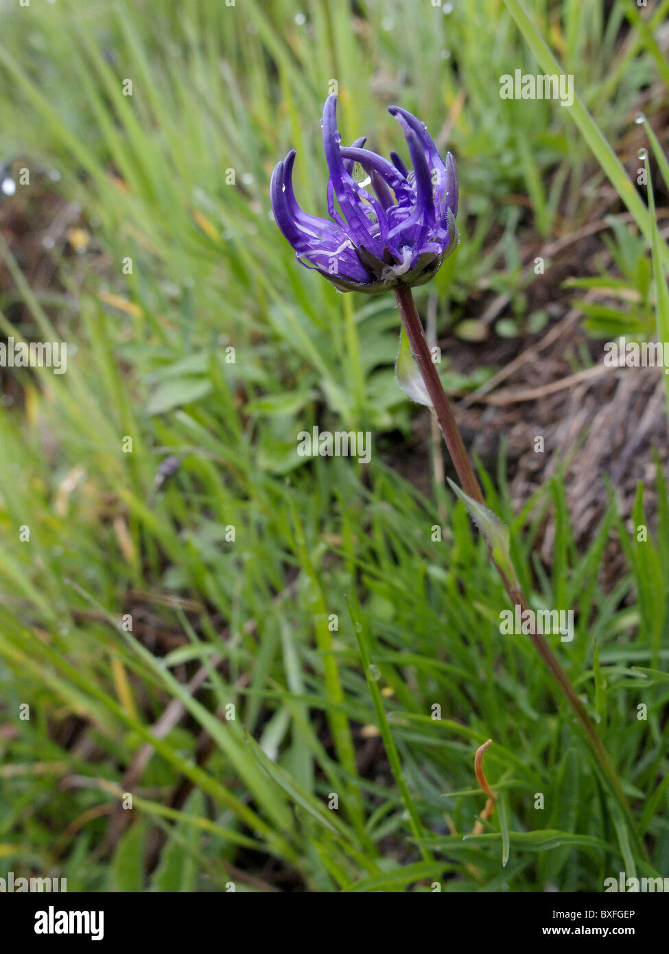 Round Headed Rampion Stock Photo - Alamy