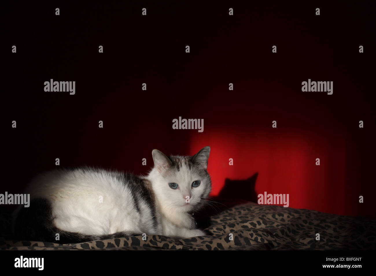 A cat sitting in a spotlight with a red background Stock Photo - Alamy