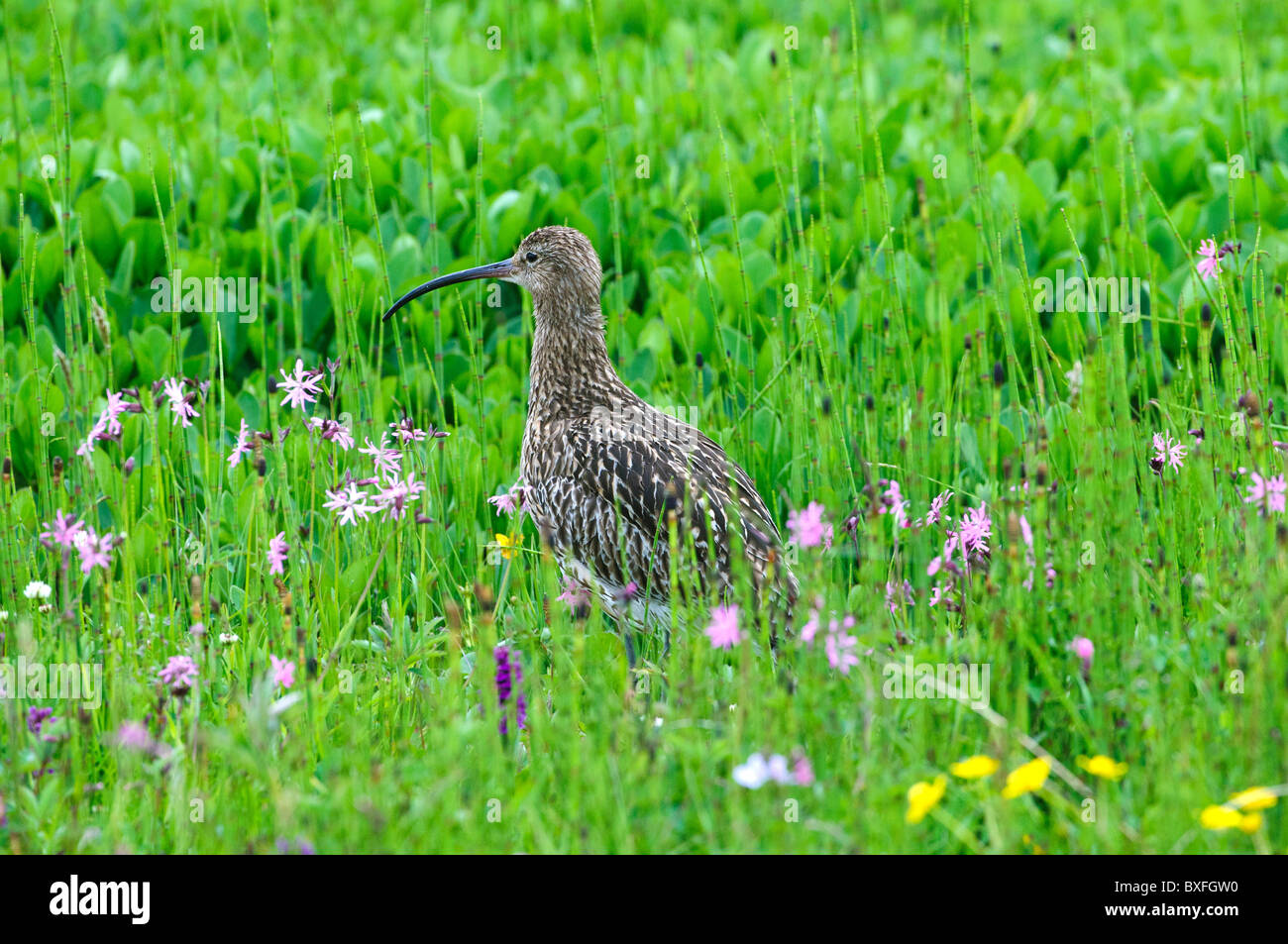 Black and white curlew hi-res stock photography and images - Alamy