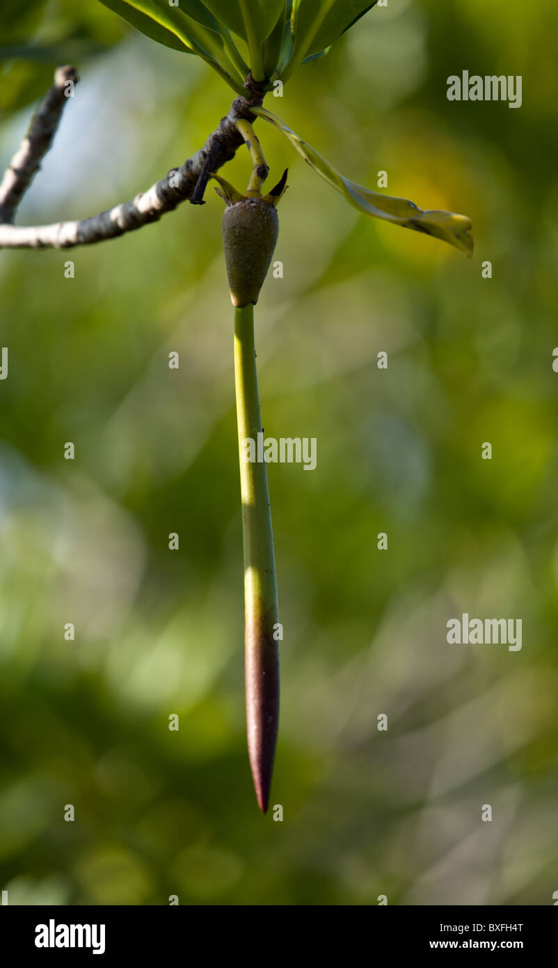 Mangrove seed hi-res stock photography and images - Alamy