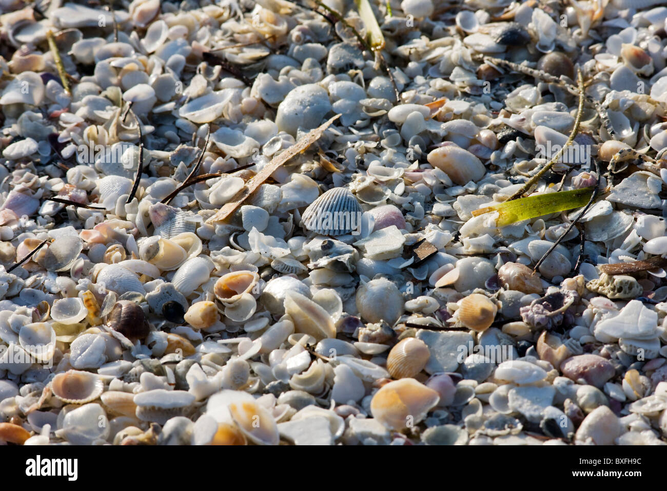 Sea shells on the seashore at Anna Maria Island, United States of ...