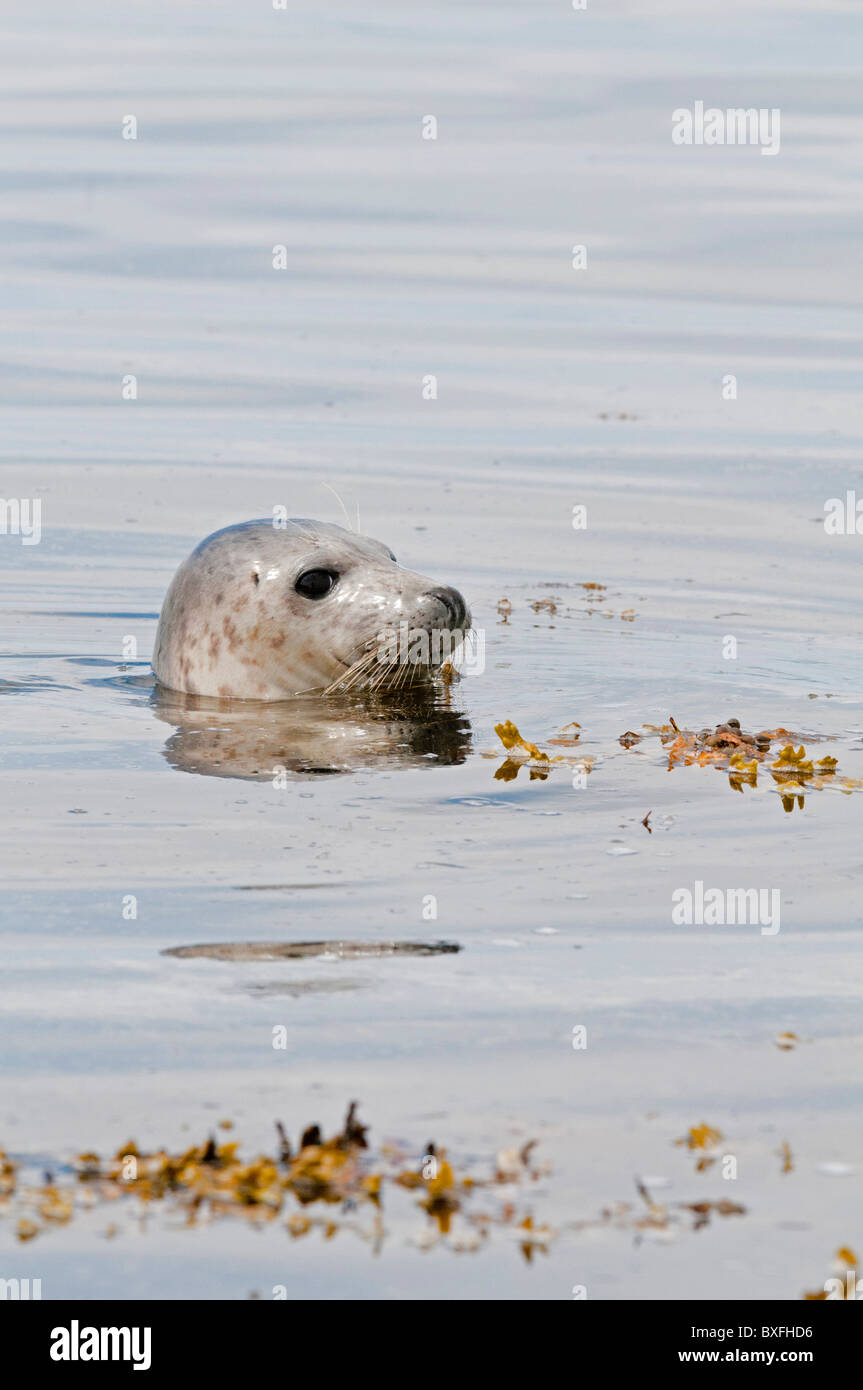 Seal head hi-res stock photography and images - Alamy