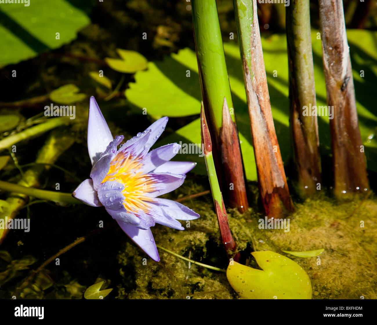 Purple water lily in a mossy pond by stalks Stock Photo - Alamy