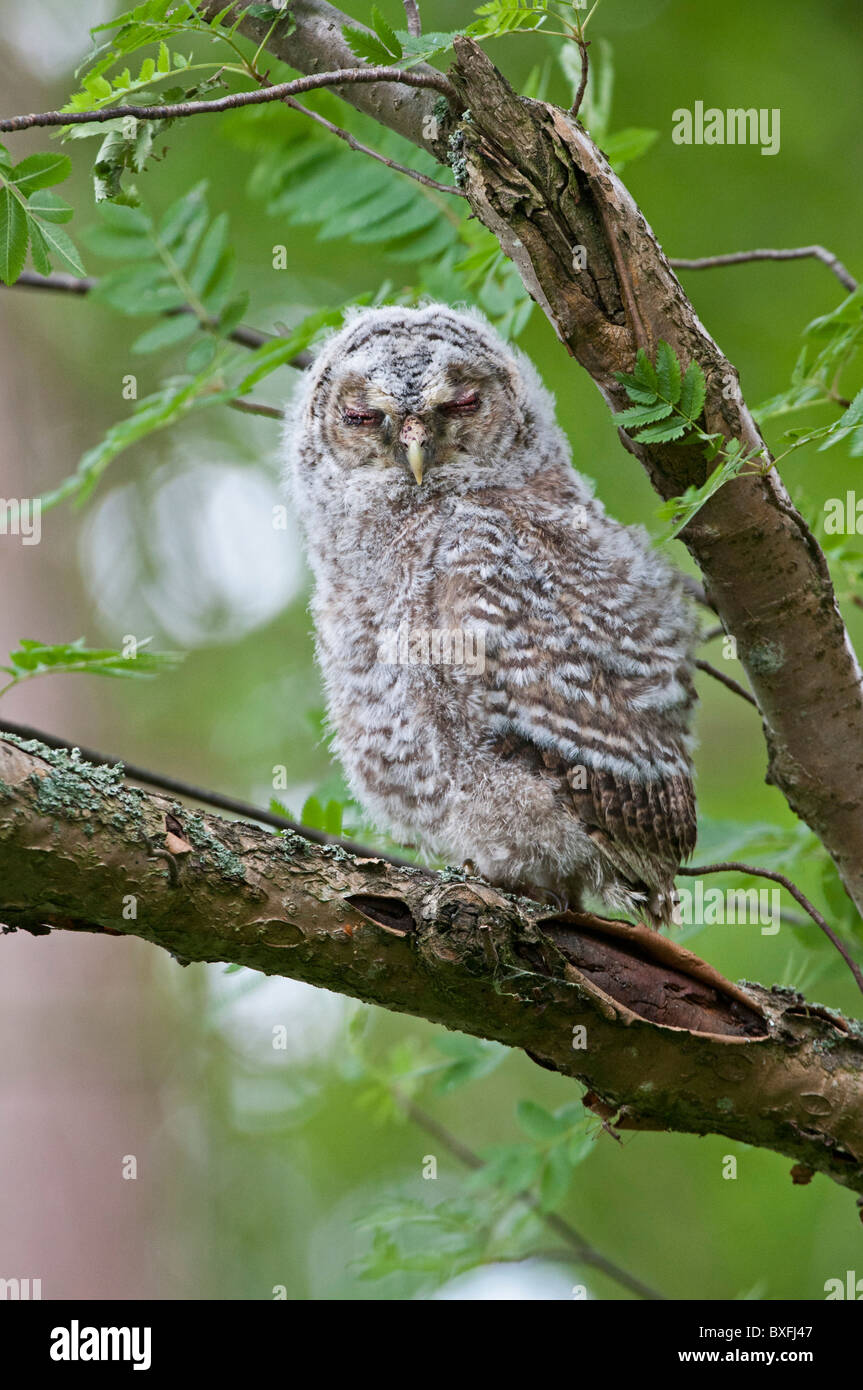 Brown fledgling hi-res stock photography and images - Alamy
