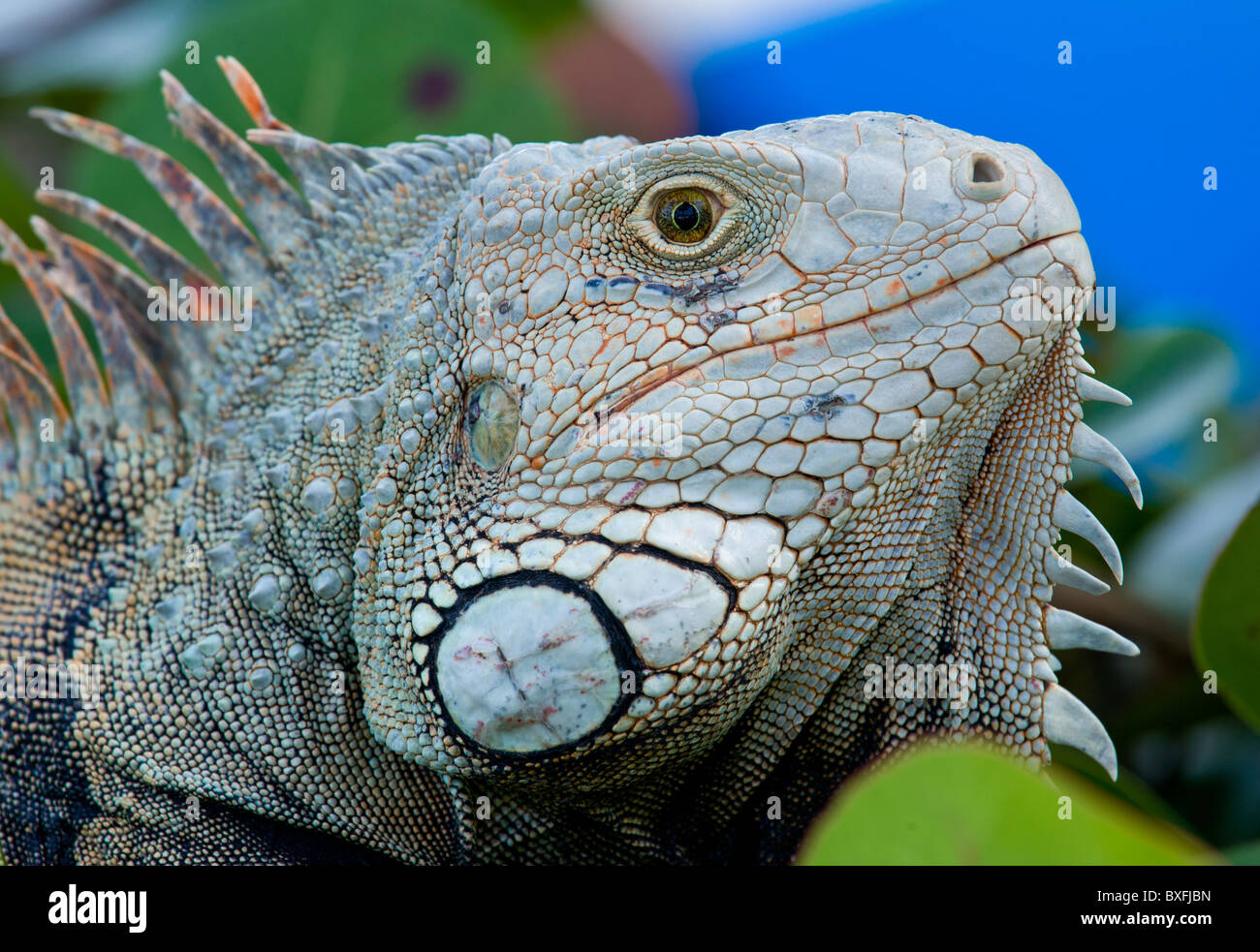 Close up image of the eye of a Common / Green Iguana with scaly neck ...