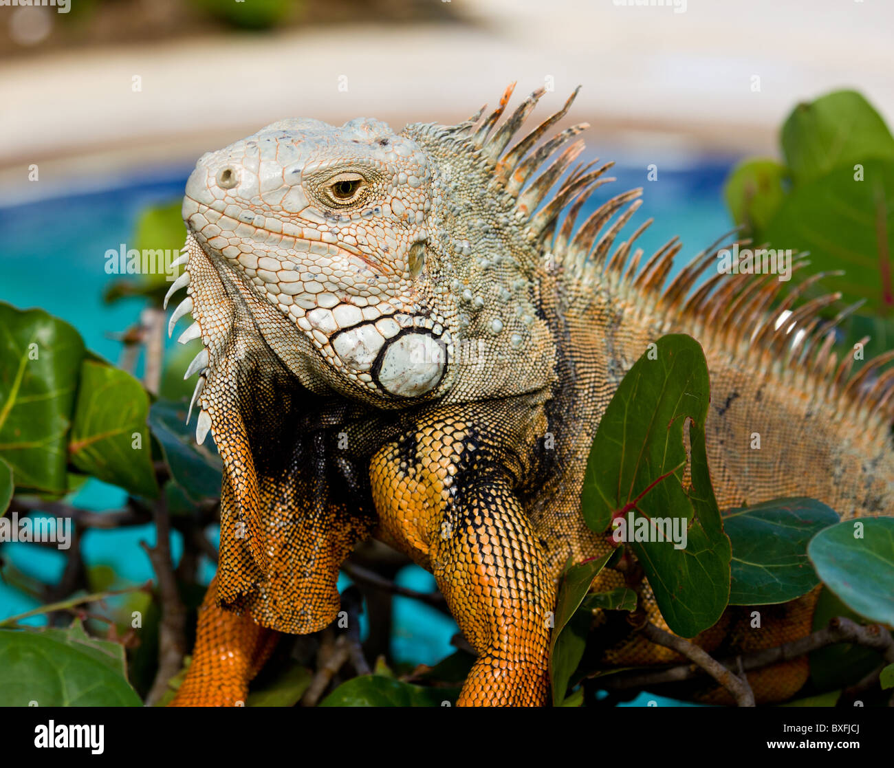 Close up image of the eye of a Green or Common iguana in Puerto Rico ...