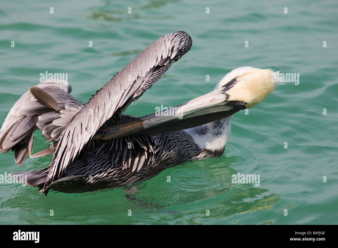 Gulf mexico cleaning bird hi-res stock photography and images - Alamy