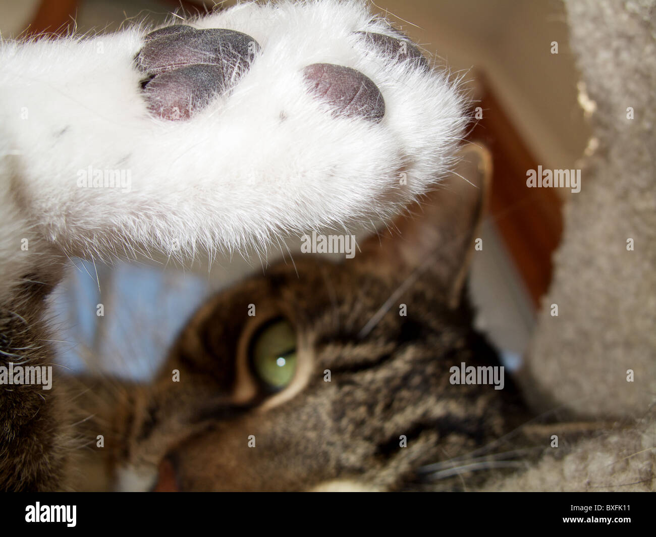 Cat paw raised hi-res stock photography and images - Alamy