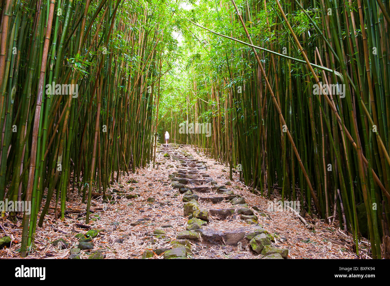 Footpath through Bamboo Grove to Waimoku Falls, Hana, Hawaii Stock ...