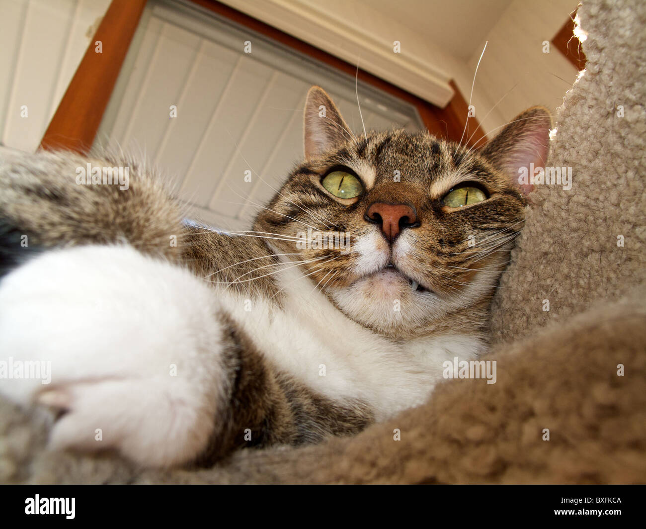 Canine tooth hi-res stock photography and images - Alamy