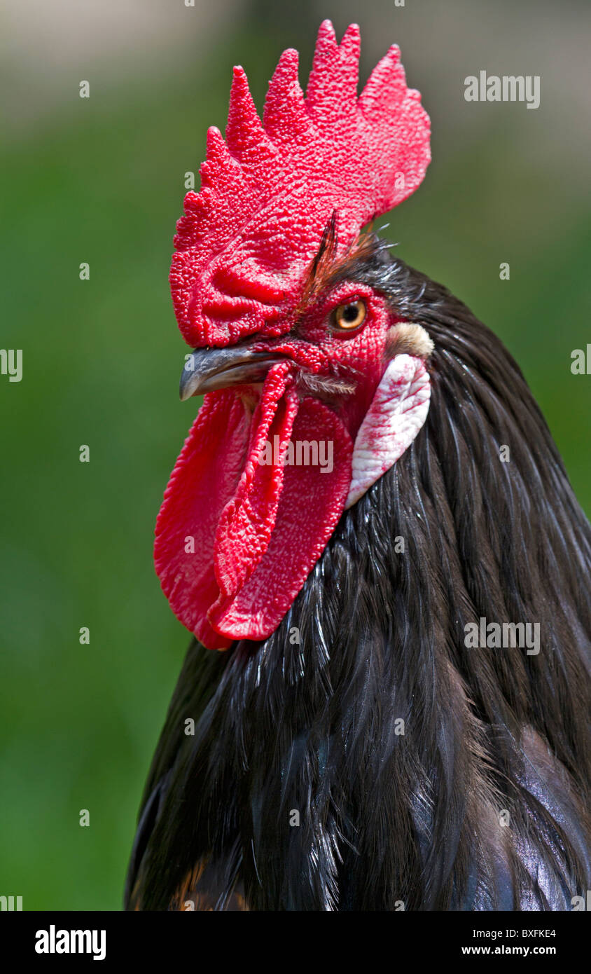 Portrait of a domestic chicken - Gallus gallus domesticus Stock Photo ...
