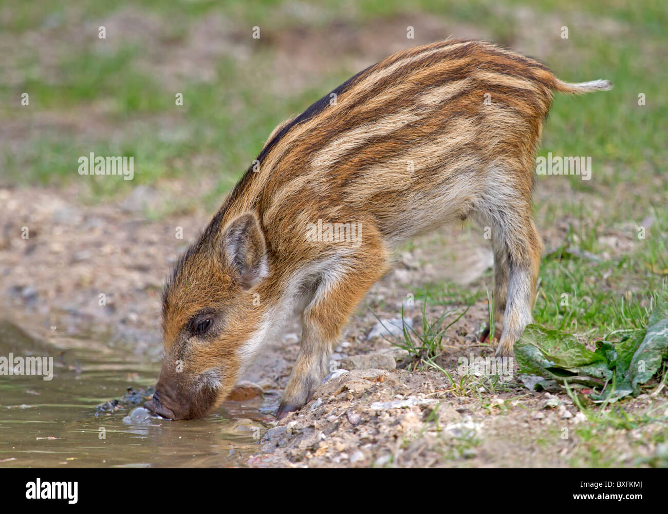 Piglet drinking water hi-res stock photography and images - Alamy
