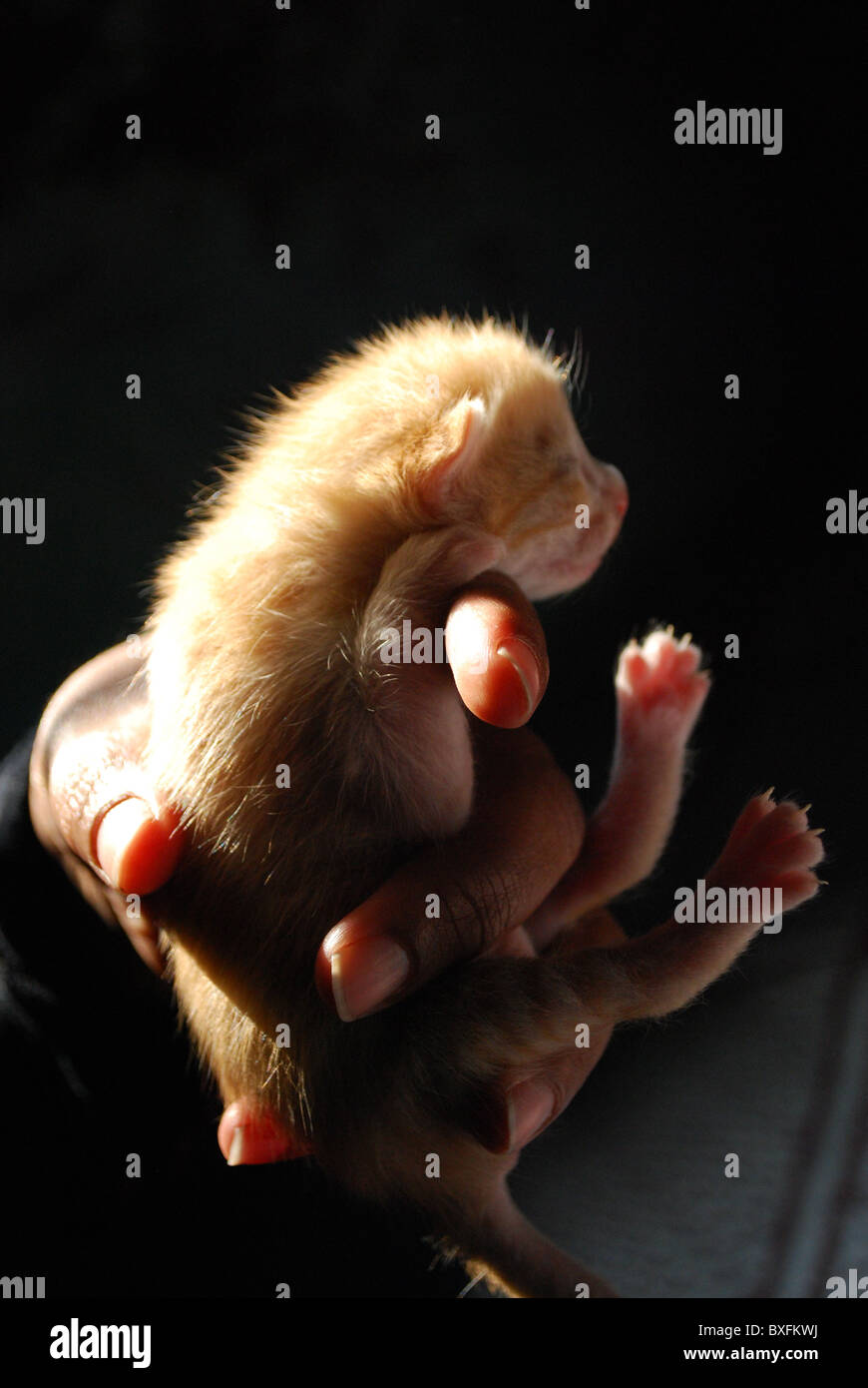 Creature is born hi-res stock photography and images - Alamy