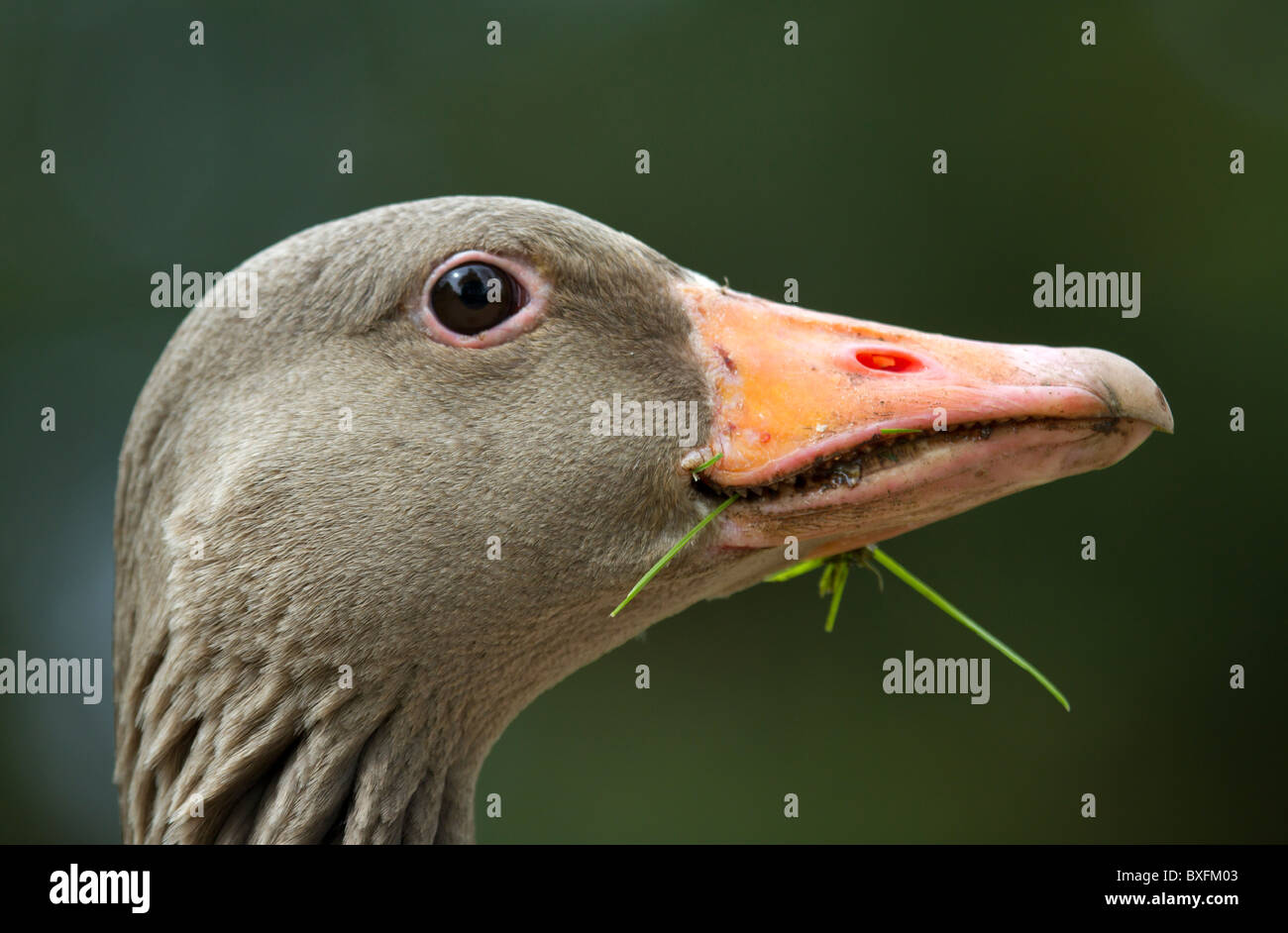 Portrait grey goose hi-res stock photography and images - Alamy