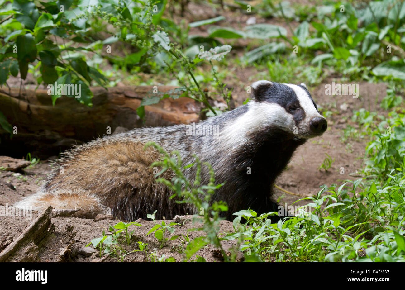 European badger at his den - Meles meles Stock Photo - Alamy