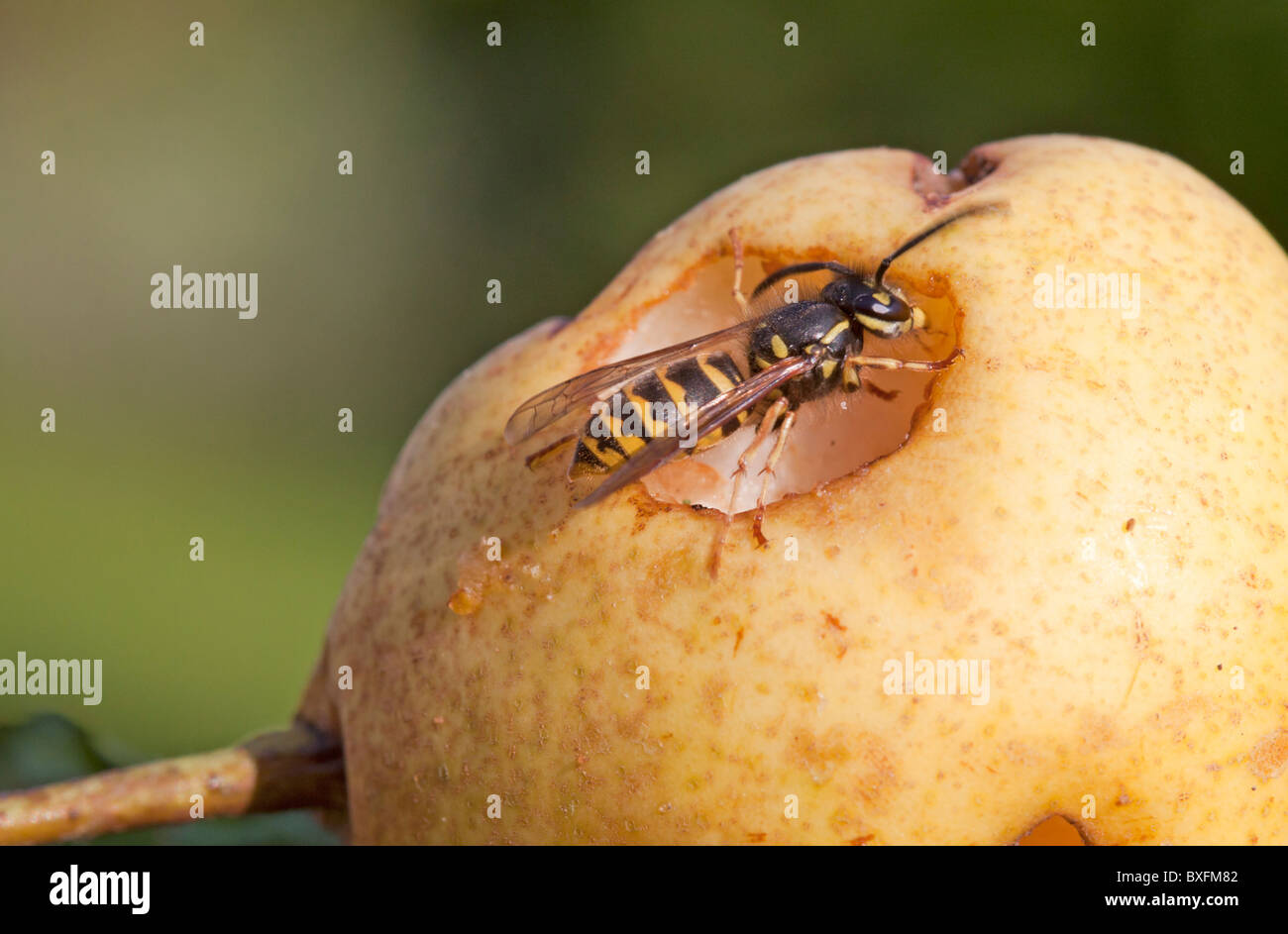 Wasp grub hi-res stock photography and images - Alamy